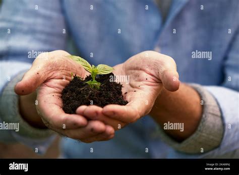 A Male Farmer Holds A Tree Seedling In His Hand To Plant In The Vegetable Plot Seedling Plant