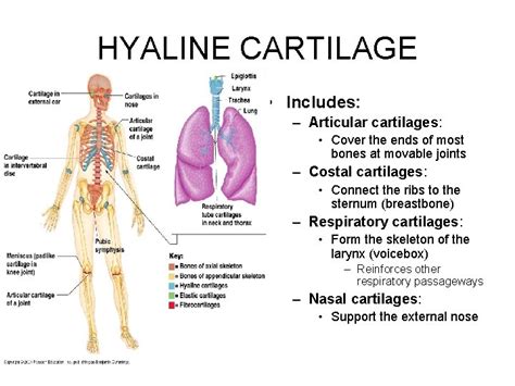 Bones And Skeletal Tissues Skeletal Cartilages Skeletal Cartilages