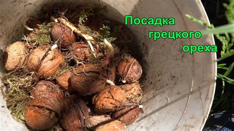 Посадка грецкого ореха. - YouTube