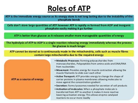 Aqa A2 Biology Unit 4 Complete