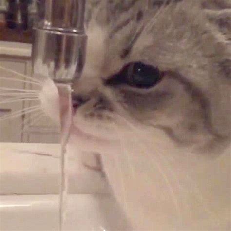 Taylor Swift Wears Flirty Bralet And Skirt As She Continues Tour Taylor Swift Cat Taylor