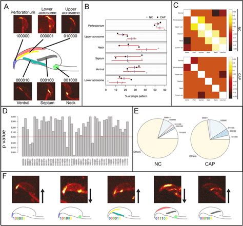Sir Actin Reveals Novel F Actin Structures In The Sperm Head A Download Scientific Diagram