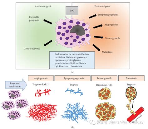 8大类免疫细胞构成与肿瘤预后 凤凰网