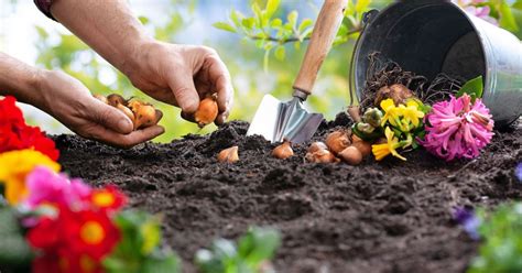 Understanding Corms Bulbs Tubers And Rhizomes The Habitat