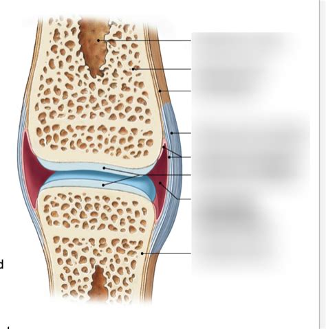 Label Synovial Joint Diagram Quizlet