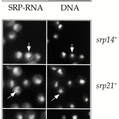Intranuclear Accumulation Of Yeast Srp Rna In The Absence Of A Subset Download Scientific
