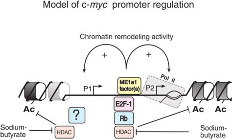 Model Of C Myc Regulation Although Me1a1 Binding Factors Affect The Download Scientific