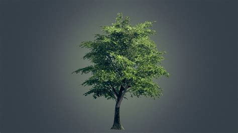 Tree 3d Model Sketchfab Brett Egan
