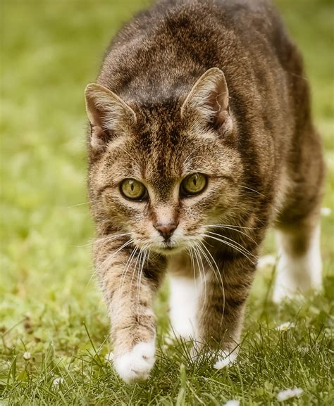 Learn More About Cats Interesting Facts About Cats