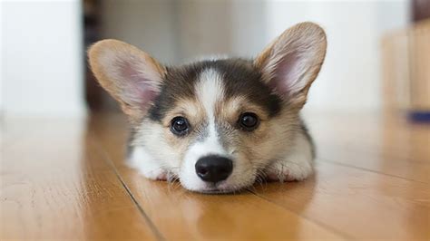 Cute And Funniest Corgi Puppies Videos Compilation Youtube