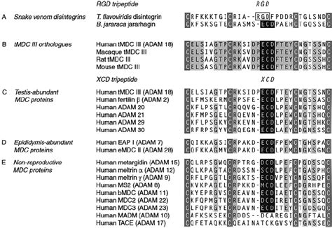 sequence alignment of the putative integrin binding loops of an rgd
