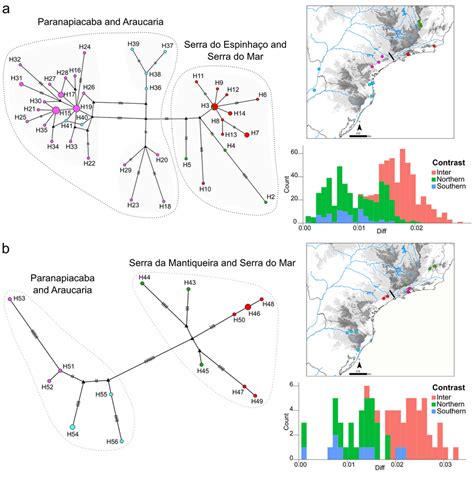 median joining networks based on the gene mt cytb a haplotype network
