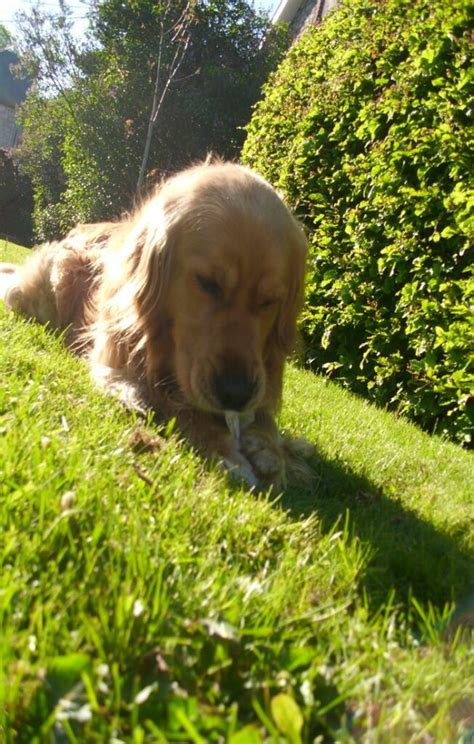 Eric Hugo Roméo Crema Dignity