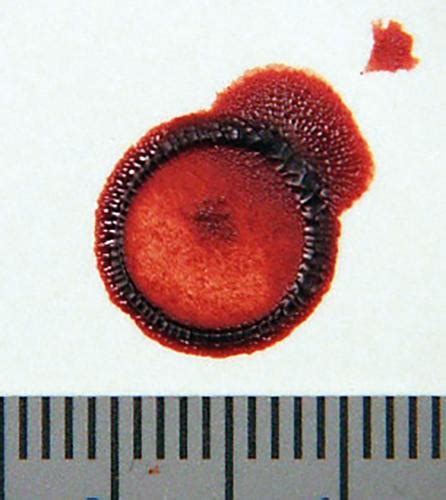 PDF Forensic Science By Suzanne Bell EBook Perlego