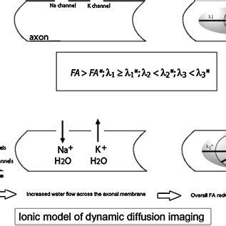 Illustration Of The Ionic DTI IDTI Model That Reflects The Download Scientific Diagram