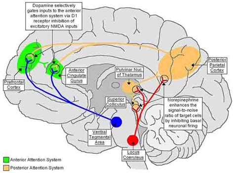 The Neurobiology Of Attention Deficit Hyperactivity Disorder