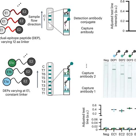 Dual Epitope Peptide Design Enables Specific Programmable Lateral Flow