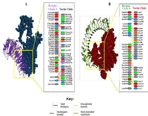 Analysis Of Ebv Immune Receptor Binding Conformation And Interaction