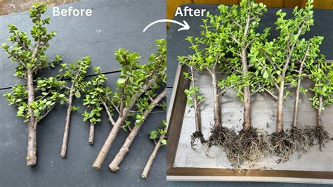 How To Propagate Elephant Food Plant