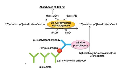 Ultrasensitive Colorimetric Detection Of Hiv 1 P24 Clinical Laboratory Int