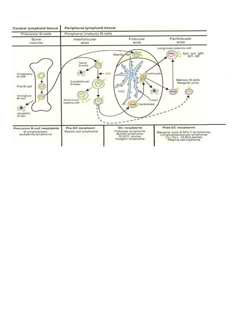 Pathology Of Lymph Node Pdf D Hameed Muhadharaty