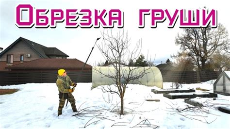 Груша обрезка Наглядная работа ОБРЕЗКА ЯБЛОНЬ ПО ПРАВИЛАМ БЕСПЛАТНЫЕ КУРСЫ Дзен