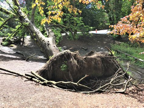 External Structure Of Roots Leafy Learning