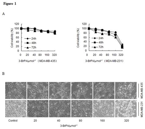Cell Seeding Density 96 Well Plate At Amy Curley Blog