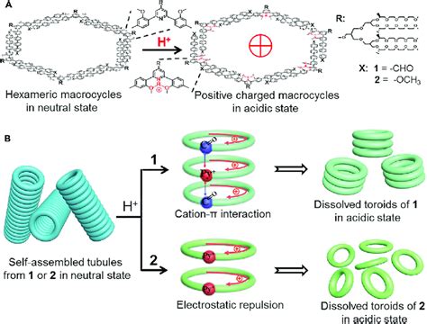 Molecular Structure And Self Assembly A Ph Responsive Charge Download Scientific Diagram
