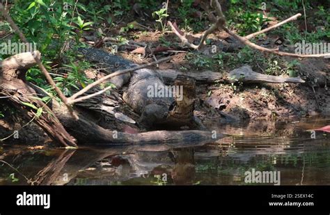 Seen Lifting Its Head From Drinking Water And Looks Around Varanus Stock Video Footage Alamy