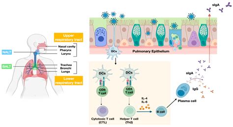 Harnessing Bacillus Subtilis Spore Surface Display Bssd Technology For Mucosal Vaccines And