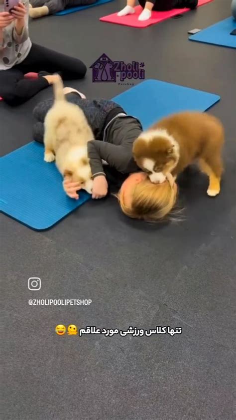 با دیدن تلاشش برای پاس کردن، حس خفگی به آدم دست میده😔💔 حیوانم