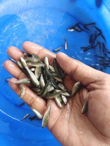 Grass Carp Fish At ₹ 7piece Grass Carp Fish Seed In Sitamarhi Id