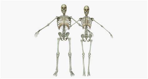 male and female human skeleton anatomy 3d model cgtrader
