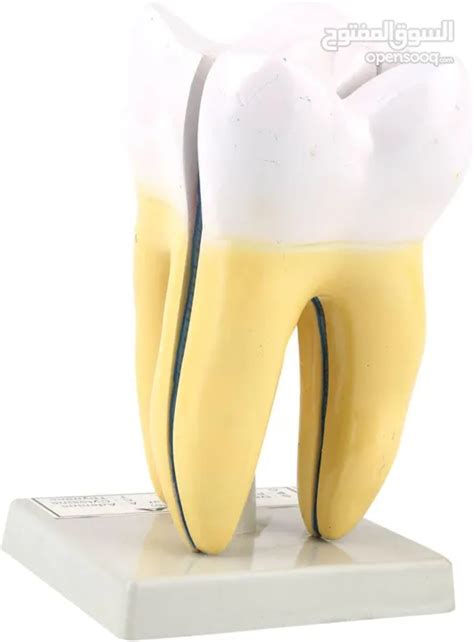 مجسم الاسنان المجسمات سن اسنان وسائل تعليمية توضيحية Tooth Mouth Model