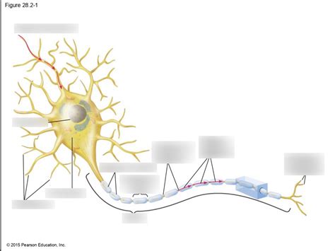 Neuron Diagram Quizlet