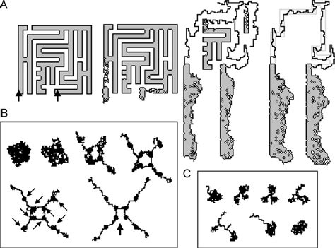 A The Process Of Maze Solving By A CELL Given A CELL In The Shape Of Download Scientific