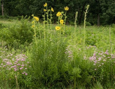 24 Tall Perennials That Add Instant Height And Drama To Your Garden