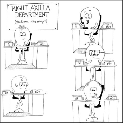 Sentinel Node Biopsies And Lymphedema One River Massage Therapy