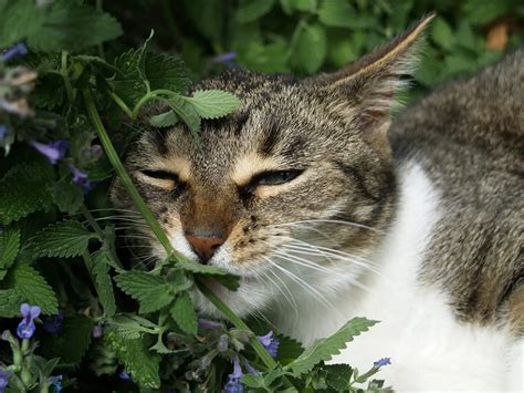 How To Start Catnip Seeds Storables