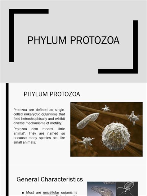 Phylum Protozoa Pdf Protozoa Organisms