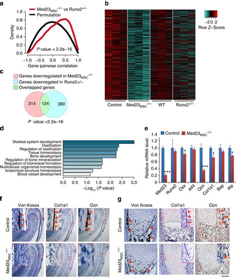Mediator Med23 Cooperates With Runx2 To Drive Osteoblast