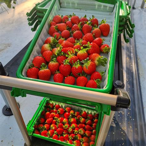 온전히팜 딸기농장 테라리움 강릉농부 스마트팜 온전히팜 ️온전하다 있는 그대로 괜찮다 당신은 어떤사람인가요 내 존재를 잊고 사는건 아닌지 이