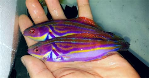 Lineatus Fairy Wrasse Male Labouti Wrasse Reef2reef