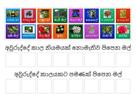 4 ශ්‍රේණිය පැළෑටි හා ගස්වැල් පරිසරය අාශ්‍රීත ක්‍රියාකාරකම් හංසිකා හෙට්ටි අාරච්චි රත්නපුර