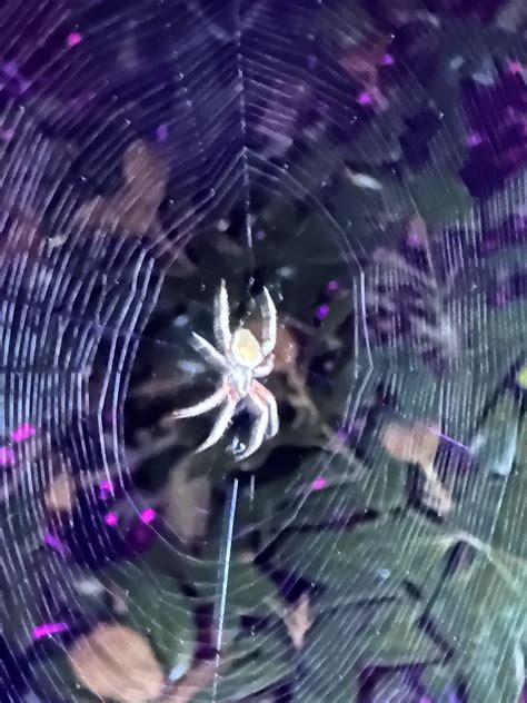 Orb Weaver Piedmont Nc R Spiders