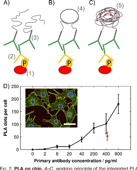 Figure 2 From Proximity Ligation Assay For High Content Profiling Of Cell Signaling Pathways On