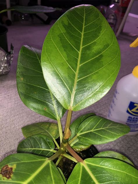Is This Normal Leaf Patterning For A Ficus Audrey Rhouseplants