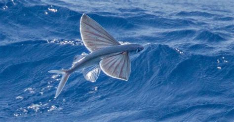 Flying Fish Flying Fish Arduino Flying Fish Dish