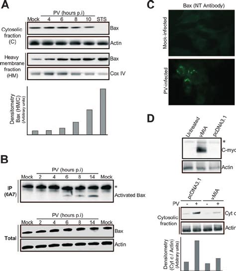 Pv Mediated Cytochrome C Release In Neuronal Cells Is Bax Dependent